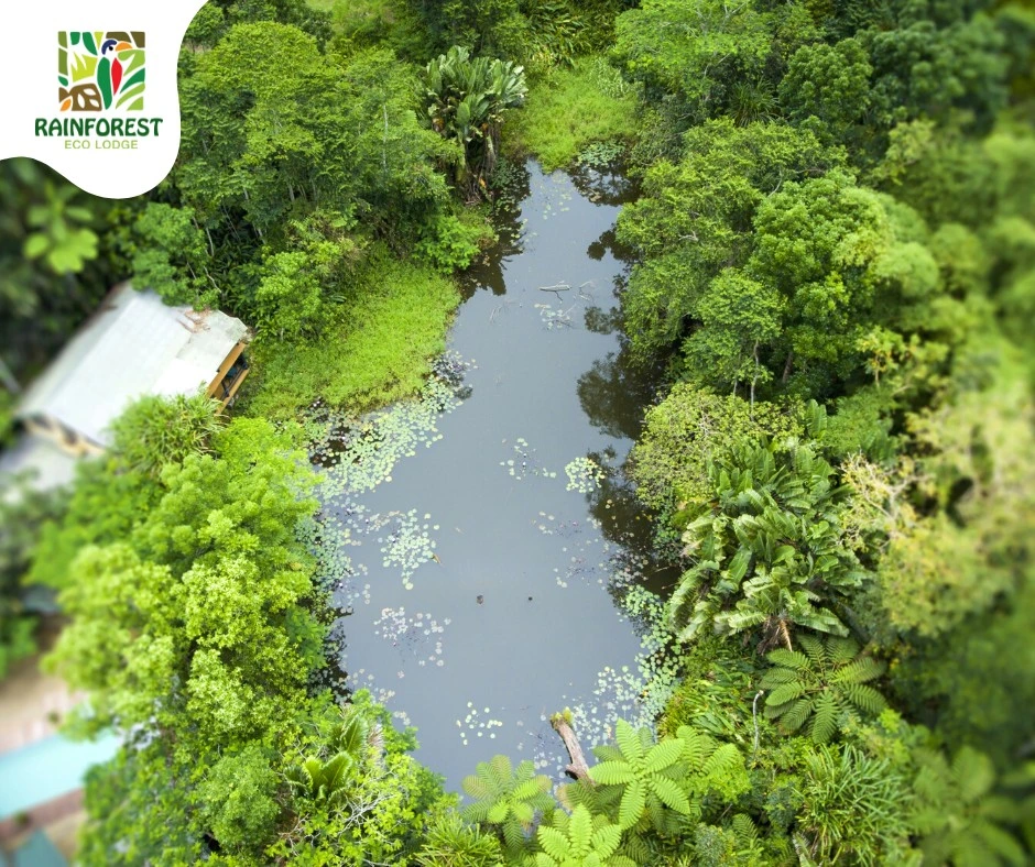 Rainforest Eco Resort Fiji | semantictrade